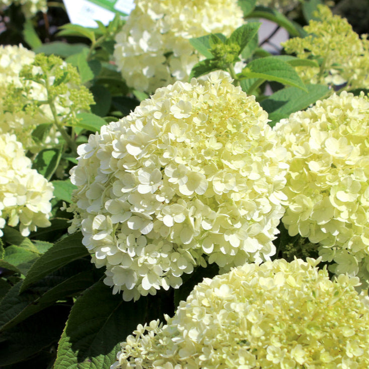 Hydrangea paniculata 'Bobo' – www.jardinexpress.ca
