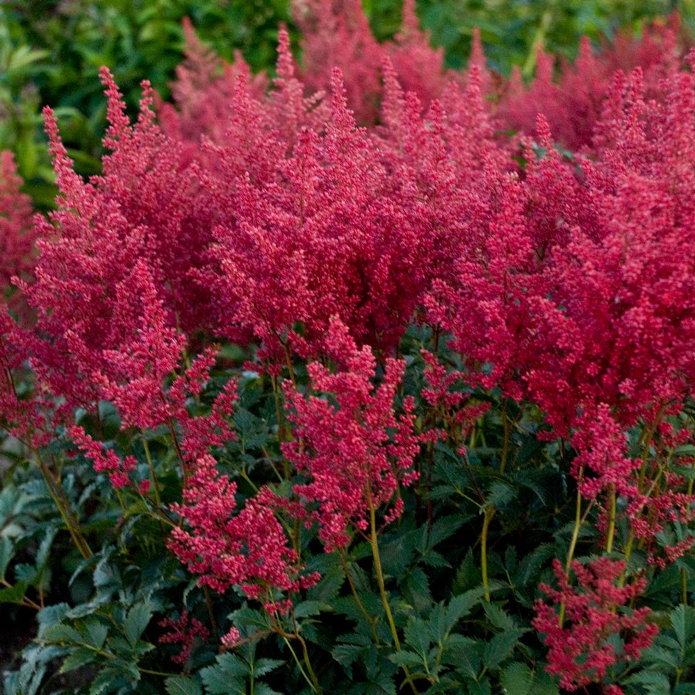 Astilbe 'Montgomery' – www.jardinexpress.ca